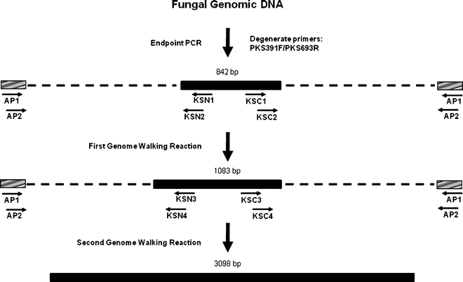 Gene Cloning Using Degenerate Primers and Genome Walking | SpringerLink