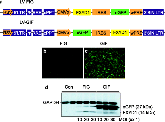 Using Lentiviral Vectors as Delivery Vehicles for Gene Therapy | SpringerLink