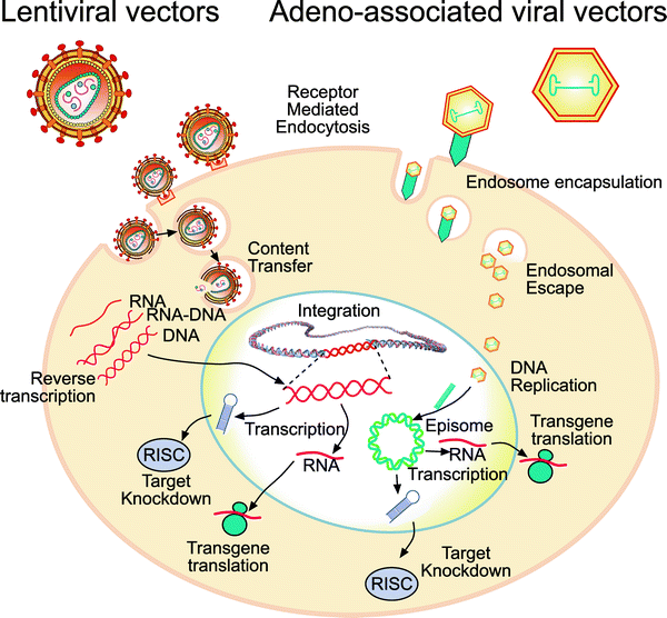 Using Lentiviral Vectors as Delivery Vehicles for Gene Therapy | SpringerLink