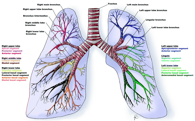 Normal Thoracic Anatomy and Common Variants | SpringerLink