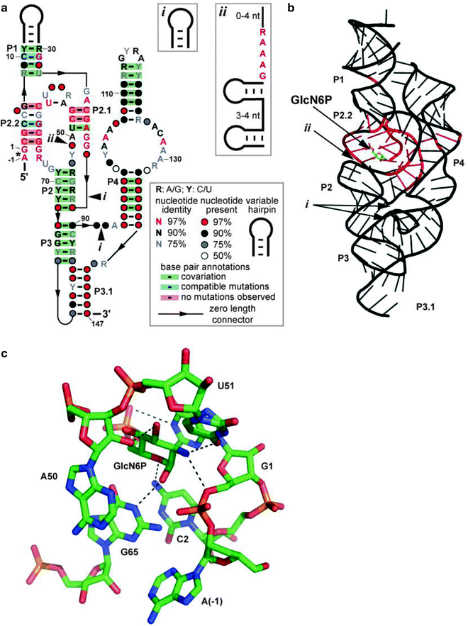 Mechanism and Distribution of glmS Ribozymes | SpringerLink