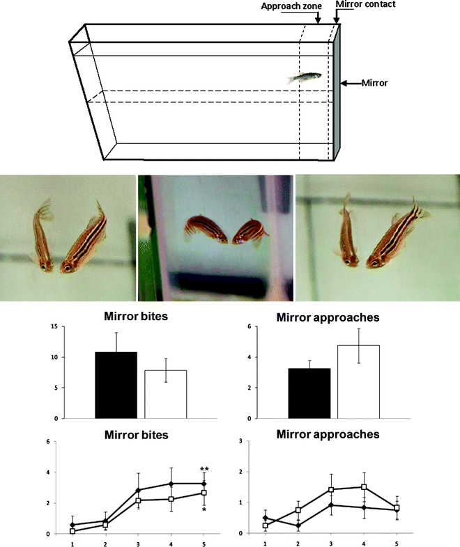 Assessing Social Behavior Phenotypes in Adult Zebrafish: Shoaling ...