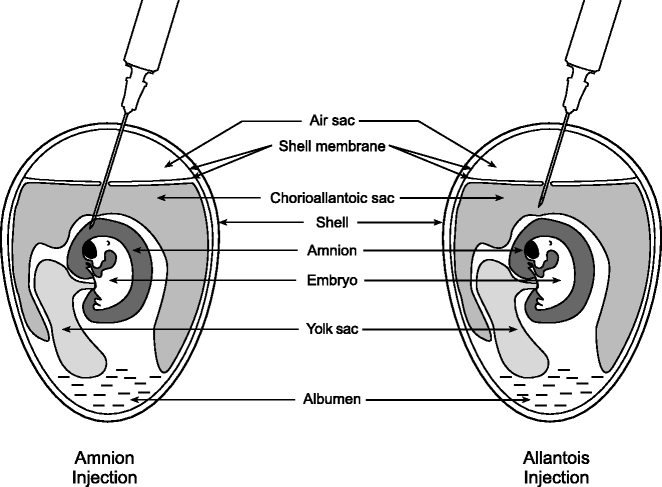 Influenza Virus Isolation | SpringerLink