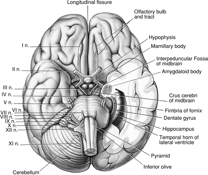 Gross Anatomy of the Brain | SpringerLink