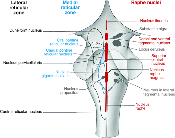Brainstem: Medulla, Pons, and Midbrain | SpringerLink