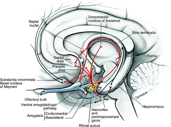 The Reticular Formation and the Limbic System | SpringerLink