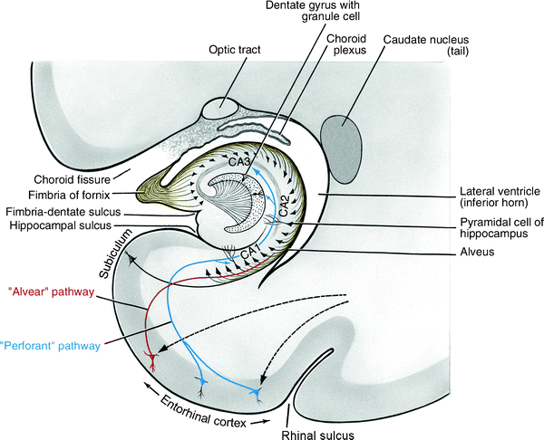 The Reticular Formation and the Limbic System | SpringerLink