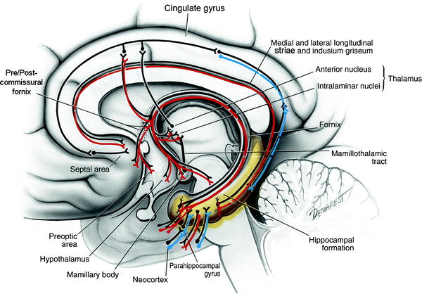 The Reticular Formation and the Limbic System | SpringerLink