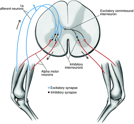 Reflexes and Muscle Tone | SpringerLink