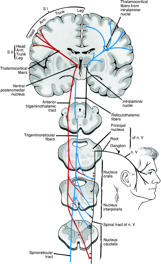 Pain and Temperature | SpringerLink
