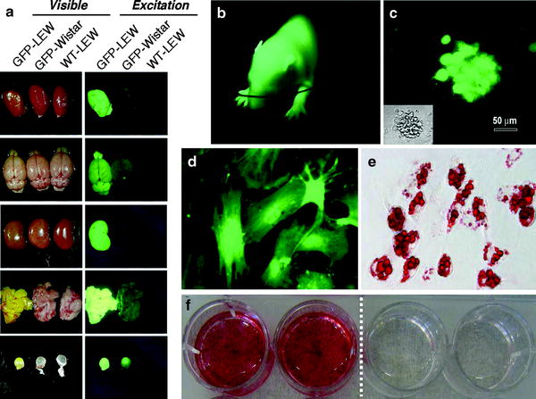 GFP-Transgenic Animals for In Vivo Imaging: Rats, Rabbits, and Pigs ...
