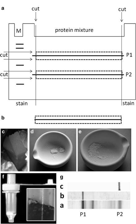 Isolation of Proteins from Polyacrylamide Gels | SpringerLink