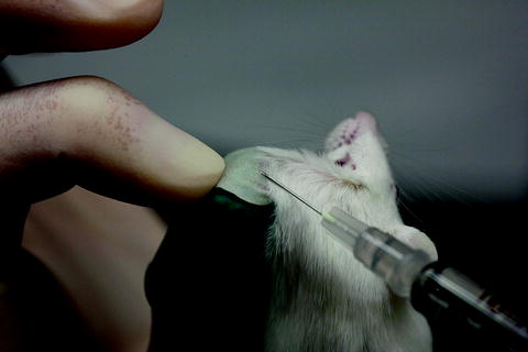 An Intradermal Model for Vaccinia Virus Pathogenesis in Mice | SpringerLink