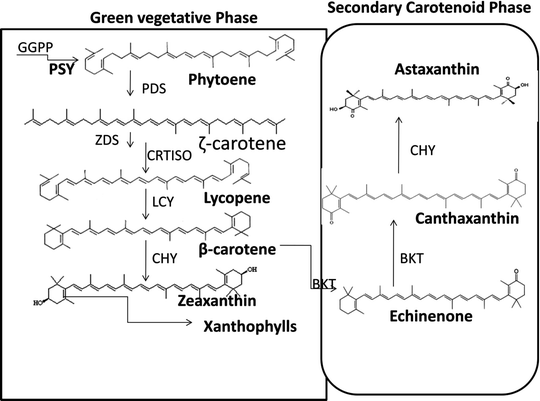 Pathways of Carotenoid Biosynthesis in Bacteria and Microalgae ...