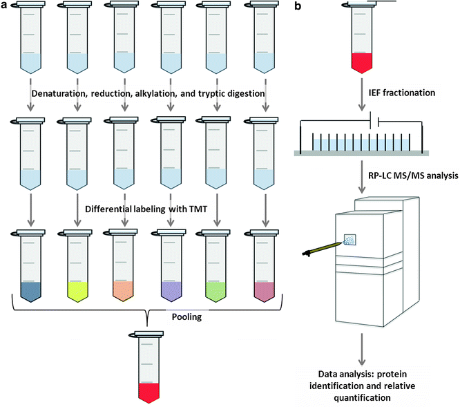 Relative Protein Quantification by MS/MS Using the Tandem Mass Tag ...