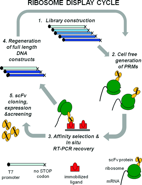 Ribosome Display and Screening for Protein Therapeutics | SpringerLink