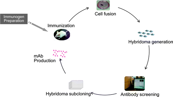 Hybridoma Technology for the Generation of Monoclonal Antibodies ...