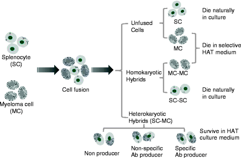 Hybridoma Technology for the Generation of Monoclonal Antibodies ...