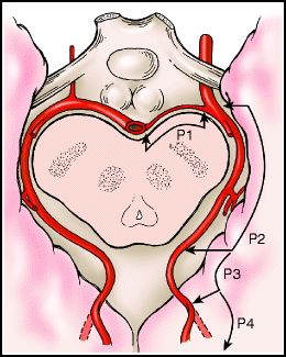 Essential Neurovascular Anatomy | SpringerLink