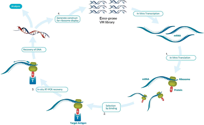 Evolution of Antibodies In Vitro by Ribosome Display | SpringerLink