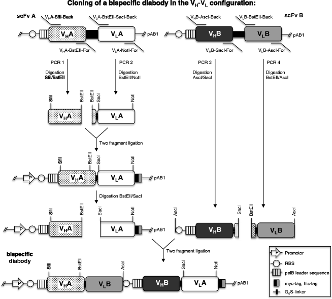 Production of Bispecific Antibodies: Diabodies and Tandem scFv ...