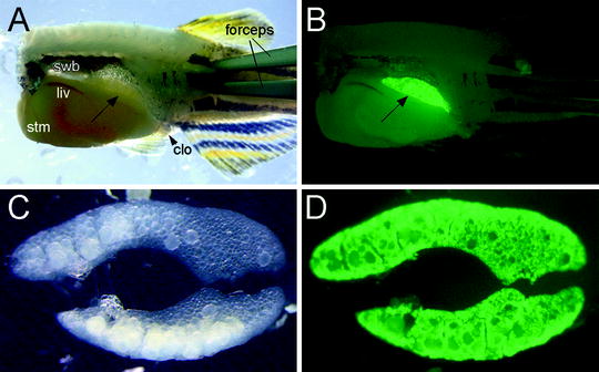 Identification of Oocyte Progenitor Cells in the Zebrafish Ovary ...