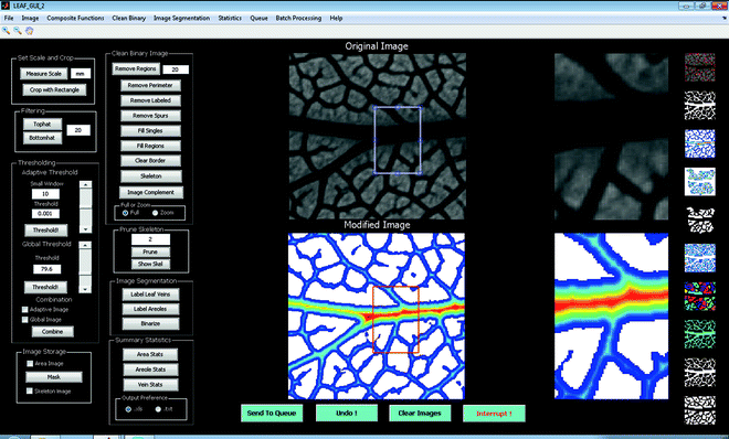 LEAF GUI: Analyzing the Geometry of Veins and Areoles Using Image ...