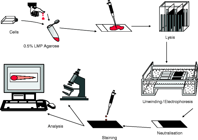 The Comet Assay: A Sensitive Genotoxicity Test for the Detection of DNA ...