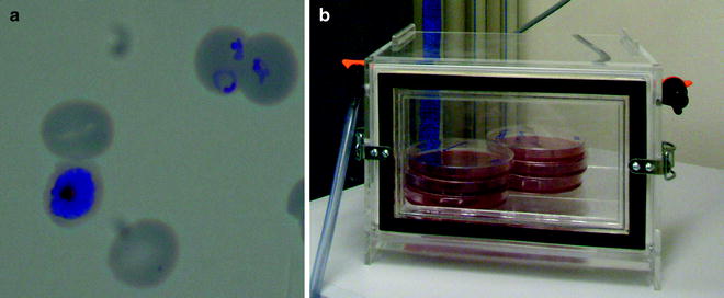 In Vitro Culturing Plasmodium falciparum Erythrocytic Stages | SpringerLink