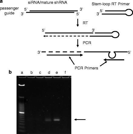 Bifunctional Short Hairpin RNA (bi-shRNA): Design and Pathway to ...