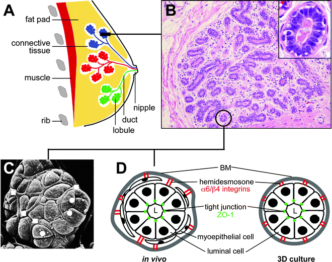 Three-Dimensional Culture of Human Breast Epithelial Cells: The How and ...