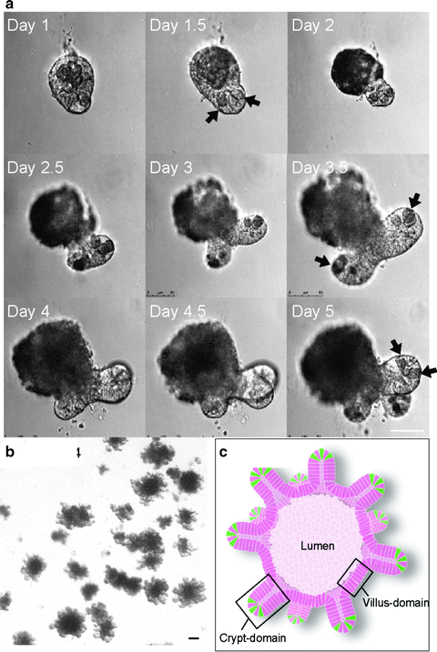 Primary Mouse Small Intestinal Epithelial Cell Cultures | SpringerLink