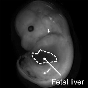 Hepatic Differentiation of Embryonic Stem Cells by Murine Fetal Liver ...