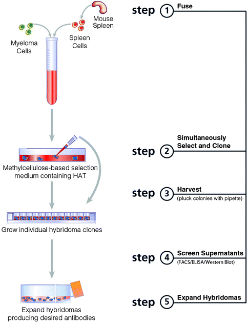 Simultaneous Cloning and Selection of Hybridomas and Transfected Cell ...