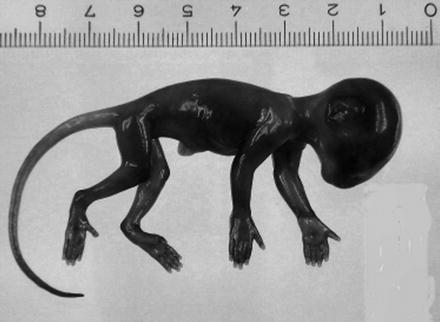 Embryo fetal Development Studies in Nonhuman Primates | SpringerLink