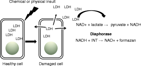 Lactate Dehydrogenase Assay for Assessment of Polycation Cytotoxicity ...