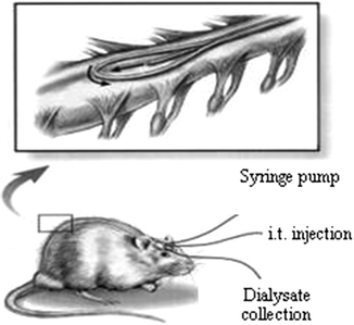 Application of Spinal Microdialysis in Freely Moving Rats | SpringerLink