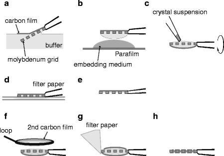 Grid Preparation for Cryo-Electron Microscopy | SpringerLink