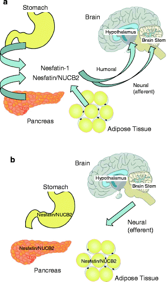 Nesfatin-1: Its Role in the Diagnosis and Treatment of Obesity and Some ...