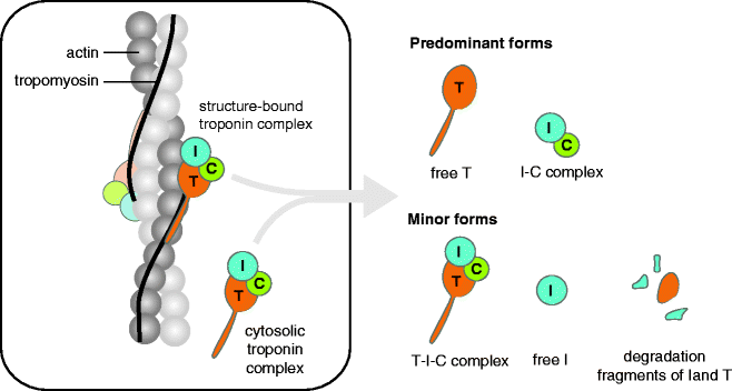 Sensible Use of High-Sensitivity Troponin Assays | SpringerLink