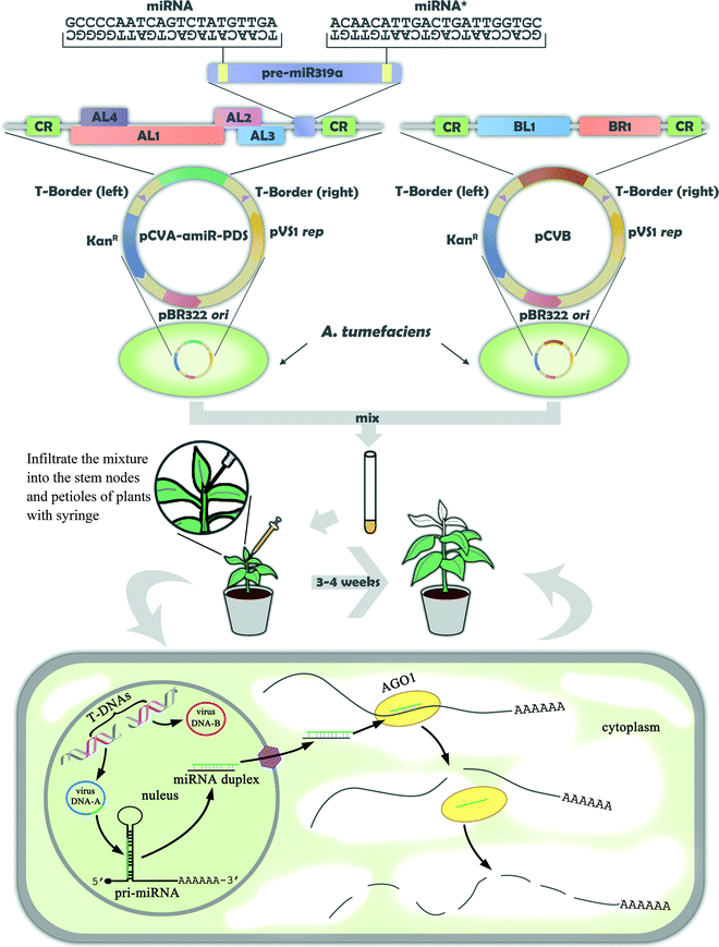 Virus-Induced Gene Silencing Using Artificial miRNAs in Nicotiana ...