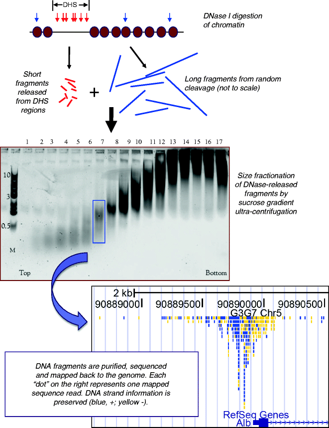 DNase I Digestion of Isolated Nulcei for Genome-Wide Mapping of DNase ...