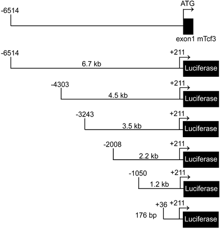 Luciferase Assay to Study the Activity of a Cloned Promoter DNA ...