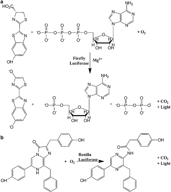 Promoter Deletion Analysis Using a Dual-Luciferase Reporter System ...