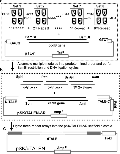 TAL Effector Nuclease (TALEN) Engineering | SpringerLink