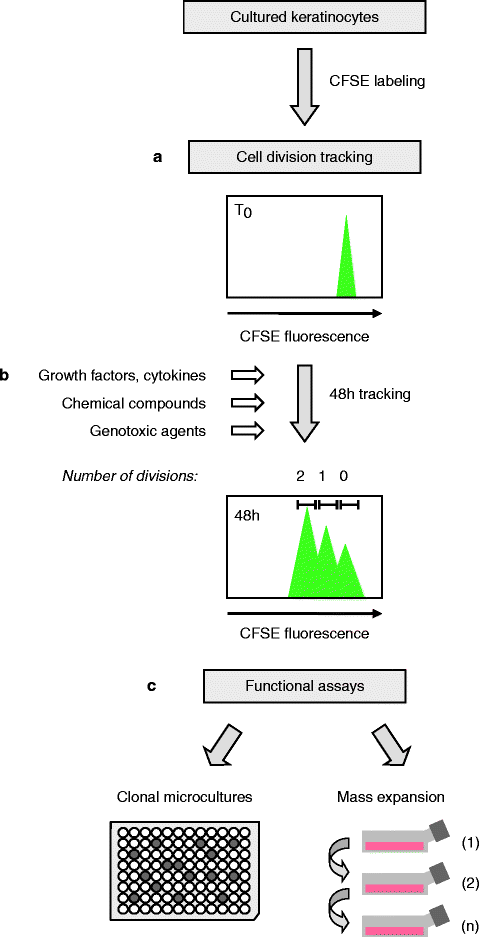 Monitoring the Cycling Activity of Cultured Human Keratinocytes Using a ...