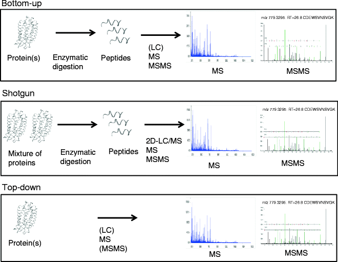 Introduction to Mass Spectrometry-Based Proteomics | SpringerLink