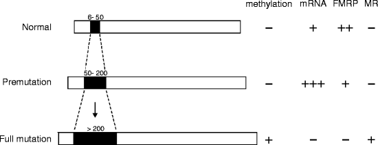 The CGG Repeat and the FMR1 Gene | SpringerLink