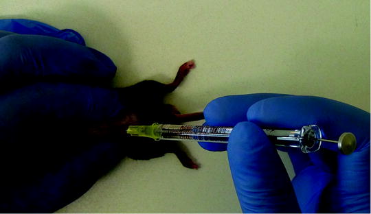 Direct Intrathecal Drug Delivery in Mice for Detecting In Vivo Effects ...