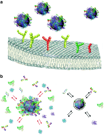 Formation and Characterization of the Nanoparticle–Protein Corona ...